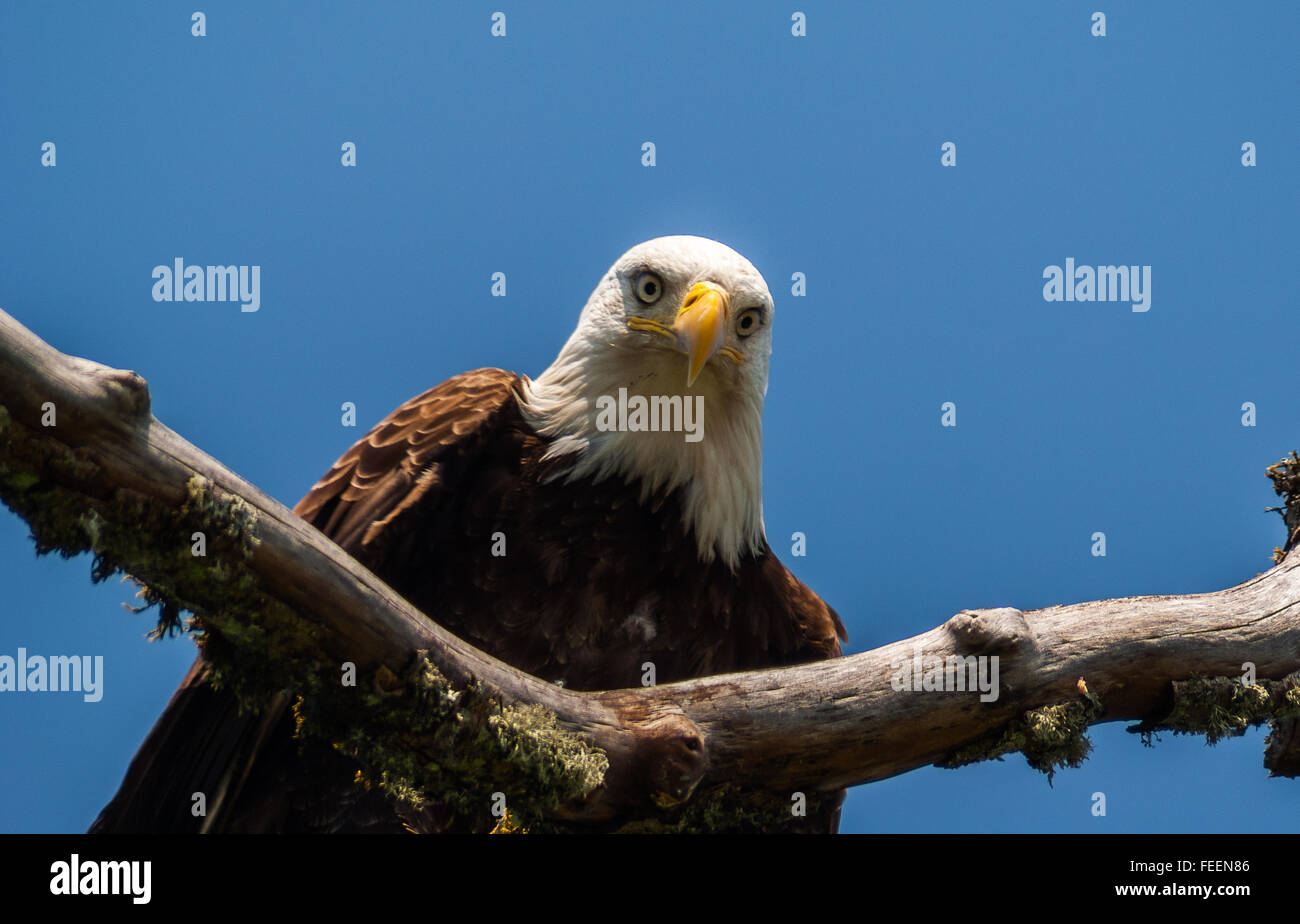 Eagle stare hi-res stock photography and images - Alamy