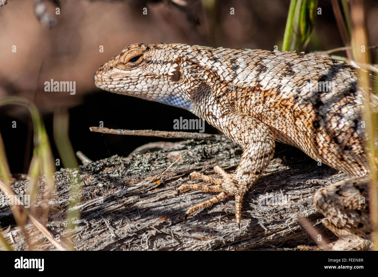 A Western Fence Lizard (Sceloporus occidentalis) sits on a Sage branch ...