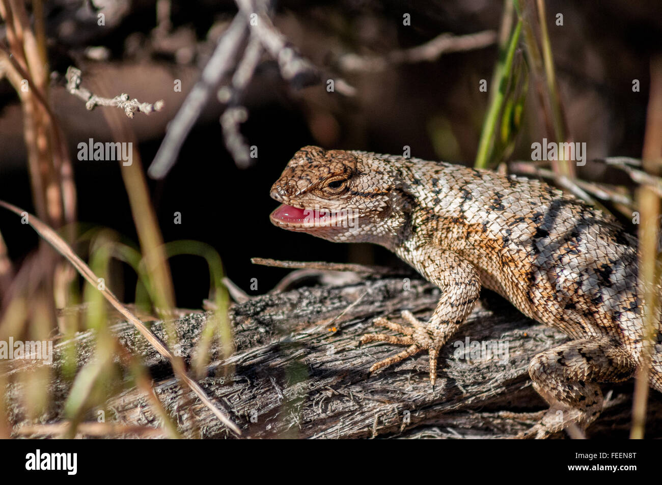 A Northwestern Fence Lizard (Sceloporus occidentalis) Central Oregon ...