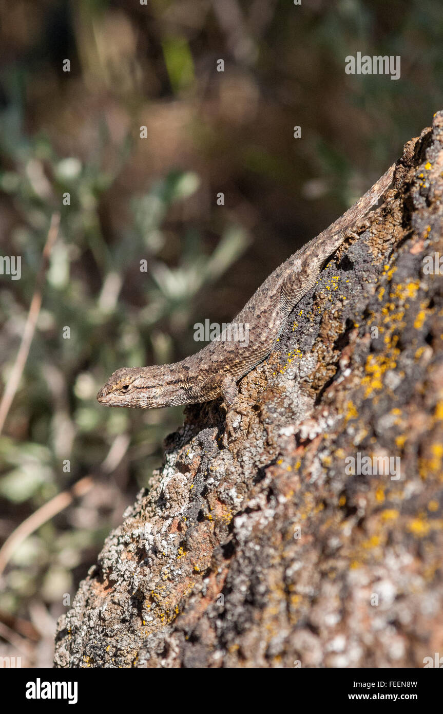 A Northwestern Fence Lizard (Sceloporus occidentalis) sunning itself on ...