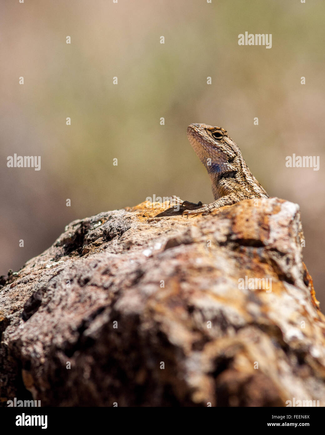 A Northwestern Fence Lizard (Sceloporus occidentalis) sunning itself on ...