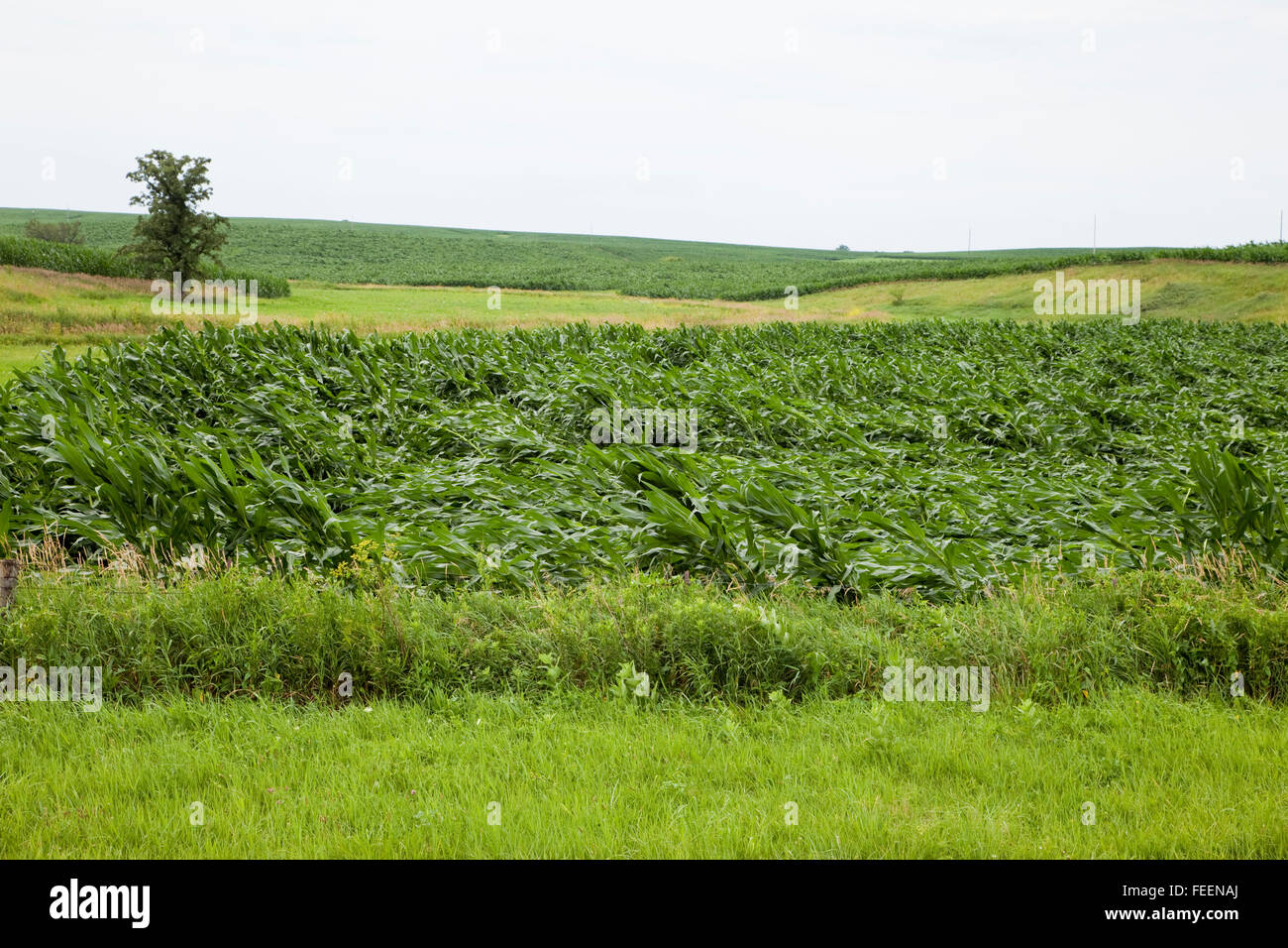 Maize crop blown by wind hi-res stock photography and images - Alamy