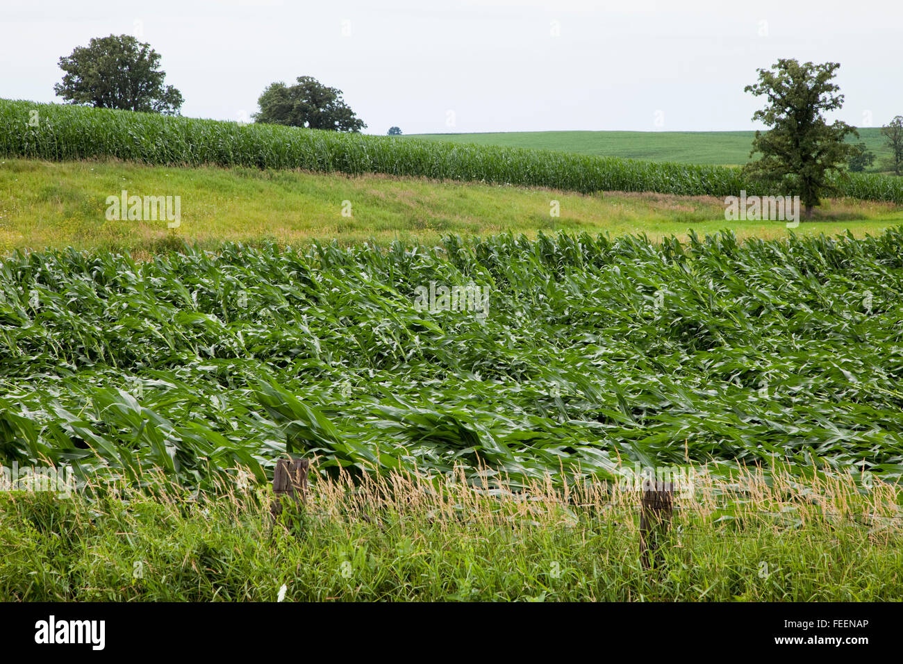 Iowa corn fields hi-res stock photography and images - Alamy
