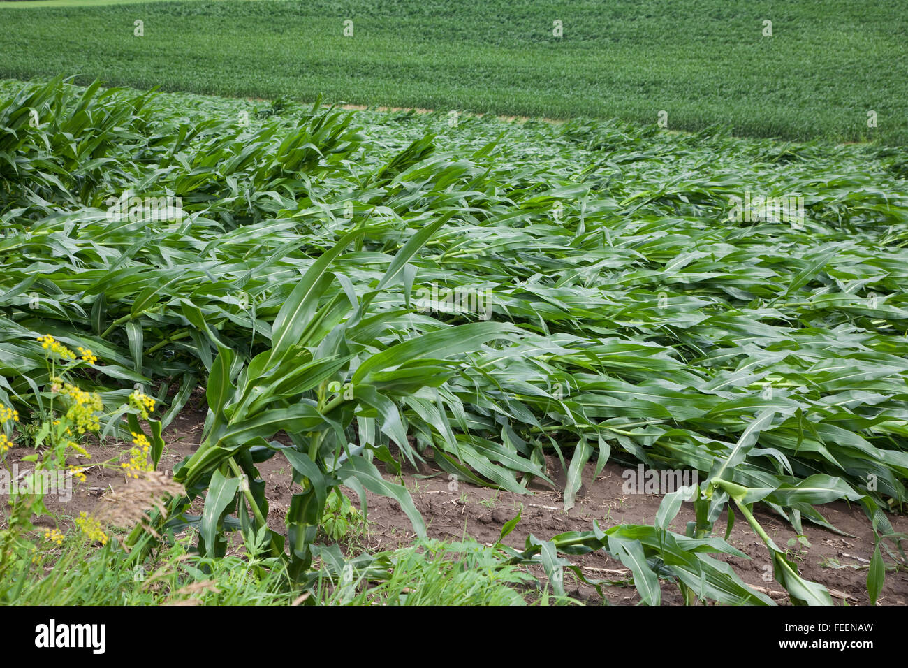 Iowa corn fields hi-res stock photography and images - Alamy