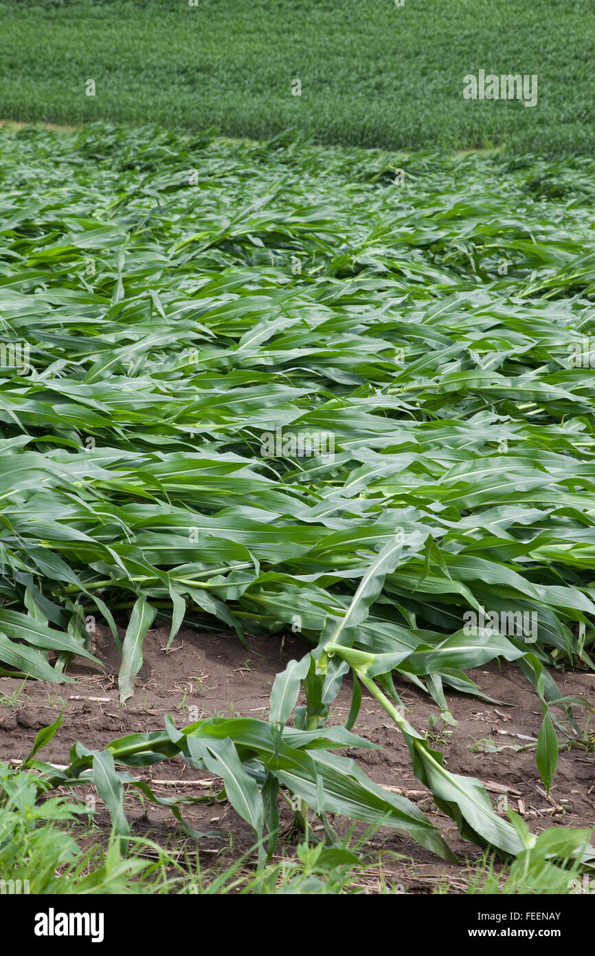 Maize crop blown by wind hi-res stock photography and images - Alamy