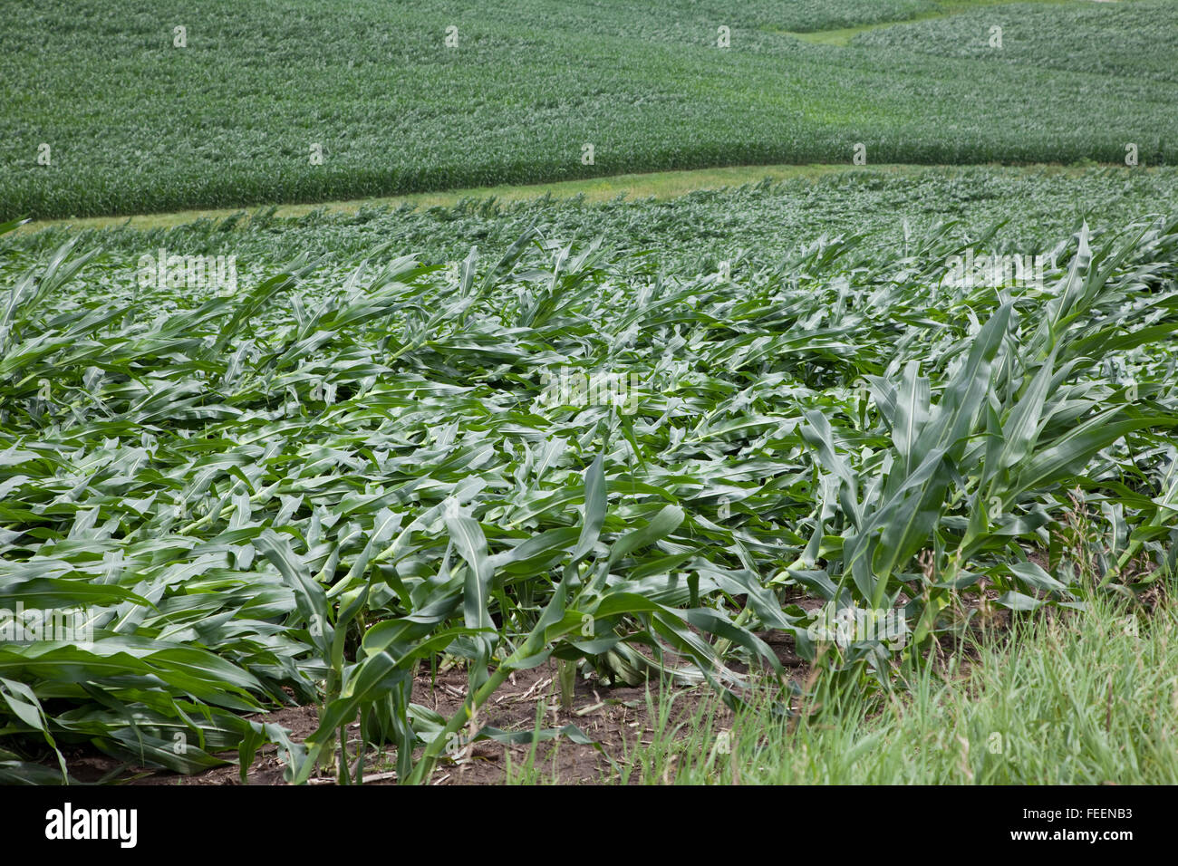 Iowa corn fields hi-res stock photography and images - Alamy