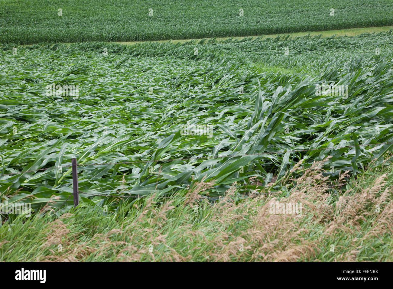 Crop damage. Corn fields showing extensive wind damage. Eastern Iowa ...