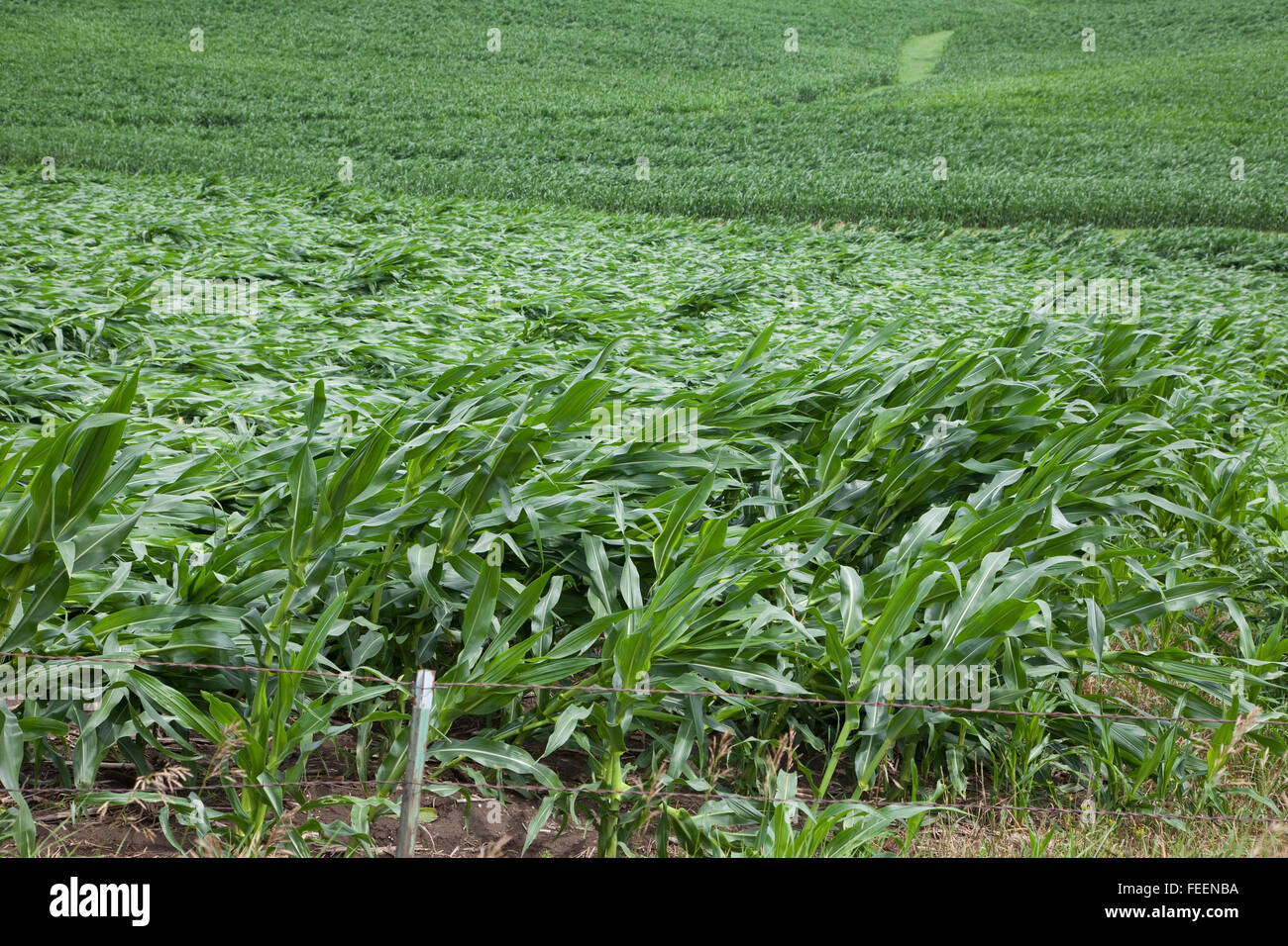 Iowa corn fields hi-res stock photography and images - Alamy
