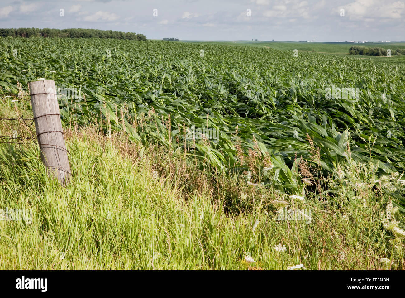 Crop damage. Corn fields showing extensive wind damage. Eastern Iowa ...