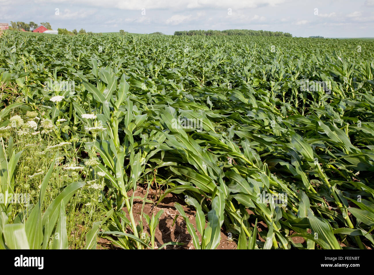 Crop damage. Corn fields showing extensive wind damage. Eastern Iowa ...