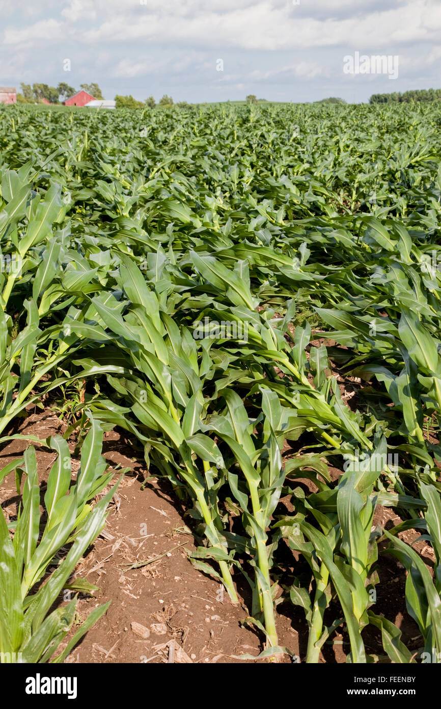 Maize crop blown by wind hi-res stock photography and images - Alamy