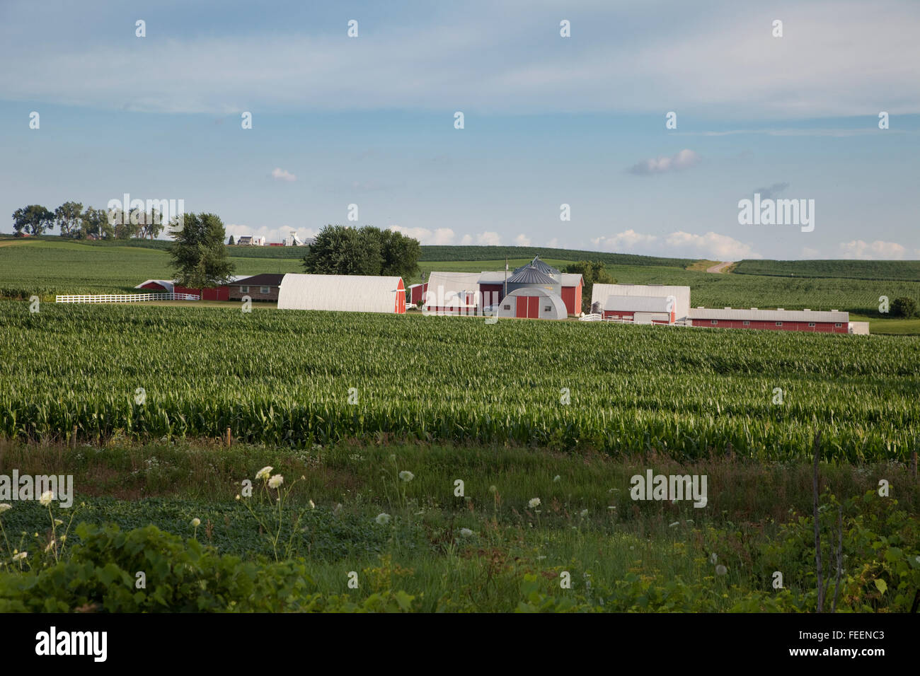 Corn field iowa hi-res stock photography and images - Alamy