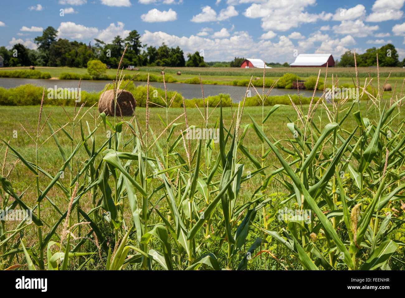 Farm landscape corn hi-res stock photography and images - Alamy