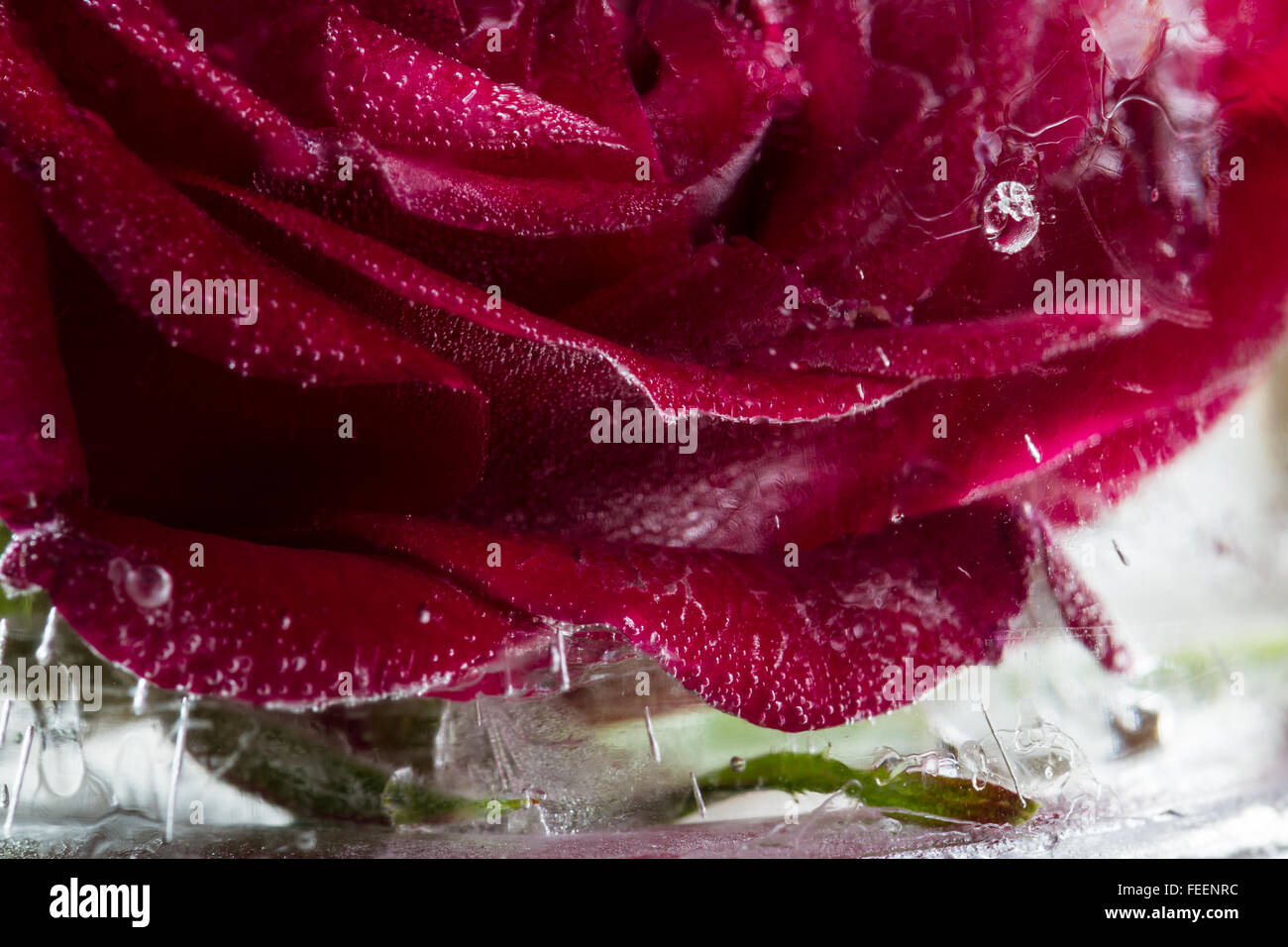 close up of a small red rose frozen in an ice cube adding beautiful ...