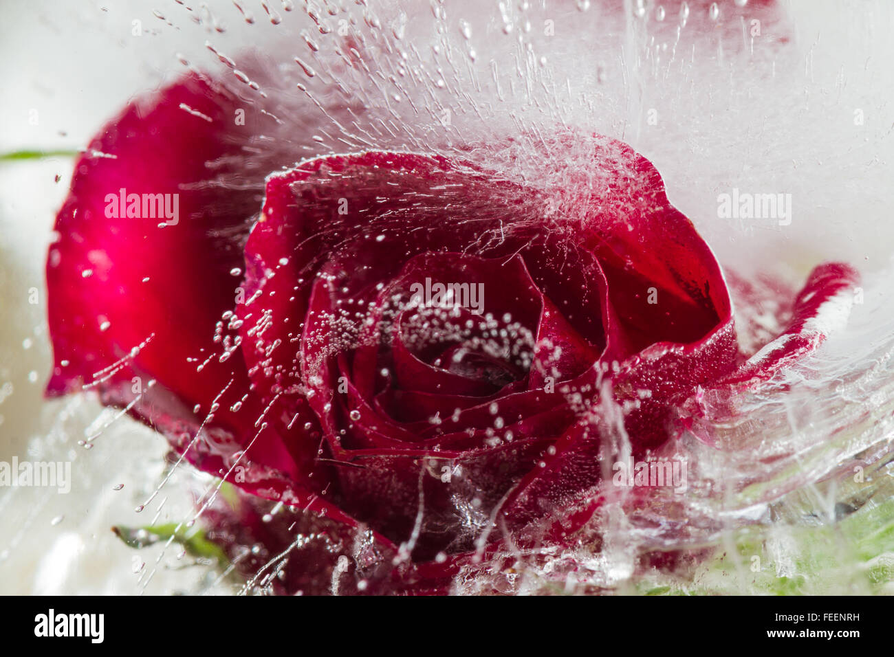 close up of a small red rose frozen in an ice cube adding beautiful ...