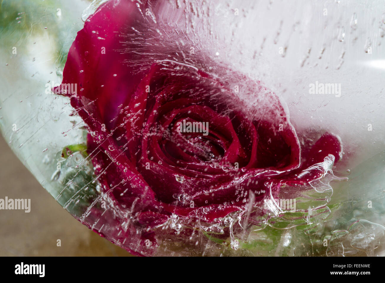 close up of a small red rose frozen in an ice cube adding beautiful ...