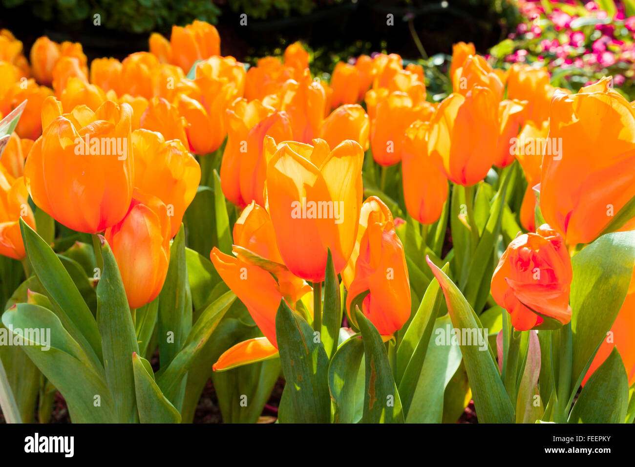 Beautiful orange tulip spring flowers Stock Photo - Alamy