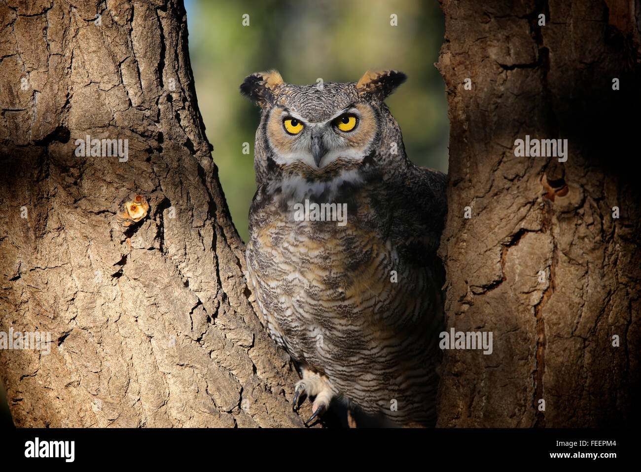 Great Horned Owl in tree Stock Photo - Alamy