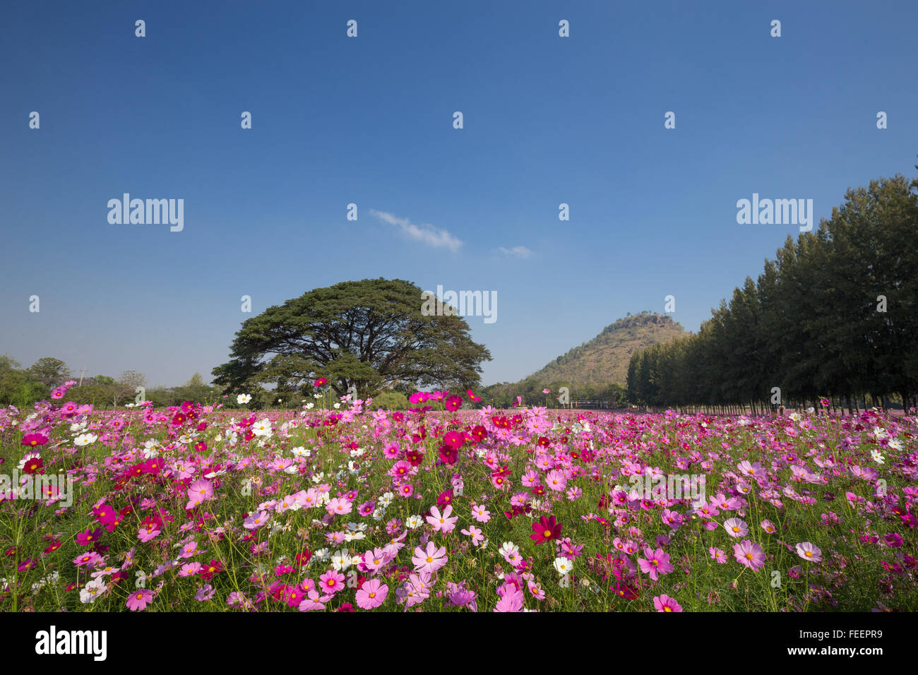 cosmos flower field with blue sky background Stock Photo - Alamy
