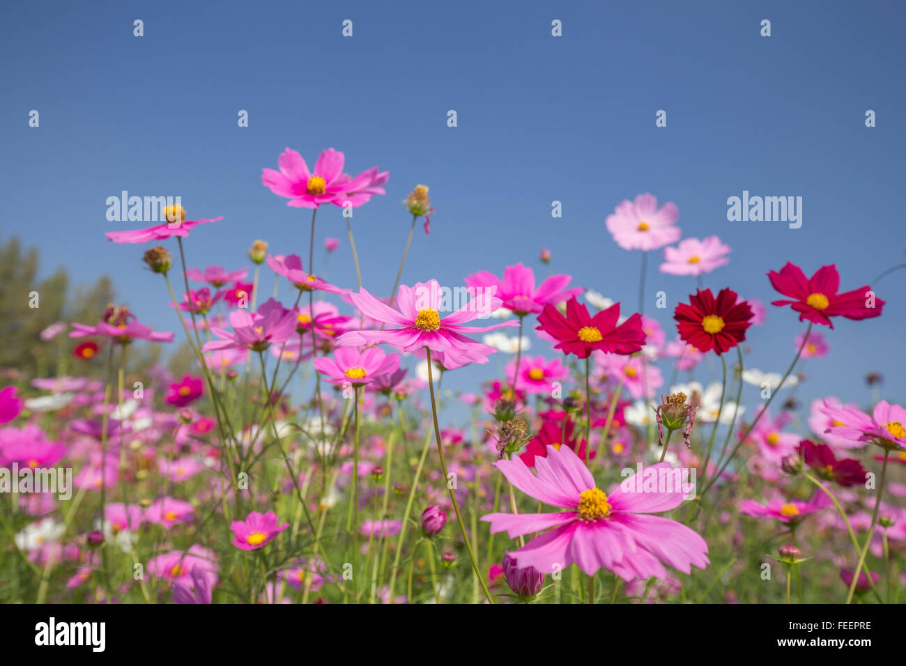 Cosmos flower field hi-res stock photography and images - Alamy