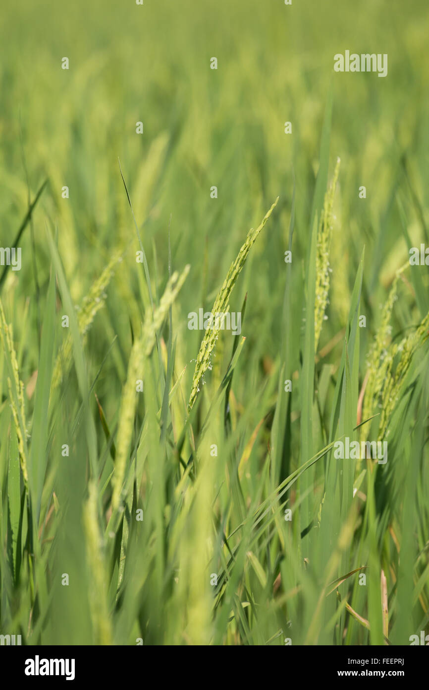 close up of Rice spike in the paddy field Stock Photo - Alamy