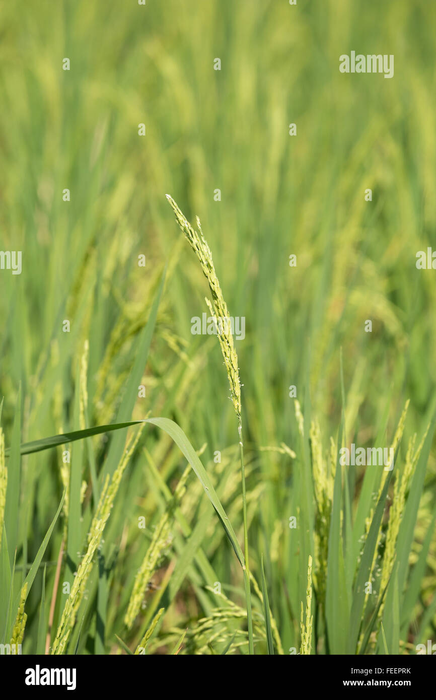 close up of Rice spike in the paddy field Stock Photo - Alamy