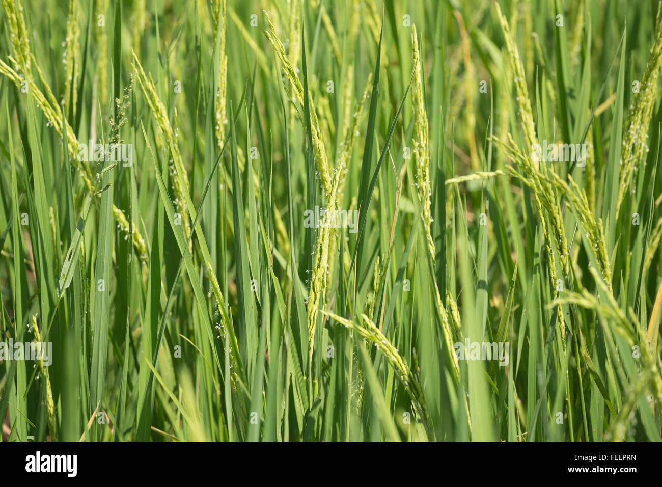 close up of Rice spike in the paddy field Stock Photo - Alamy