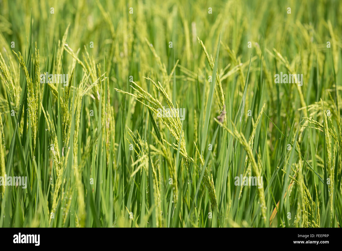 close up of Rice spike in the paddy field Stock Photo - Alamy