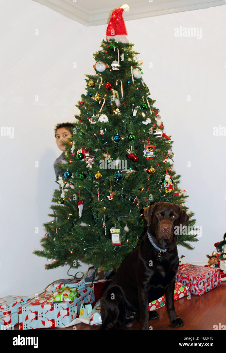 Labrador christmas tree hi-res stock photography and images - Alamy