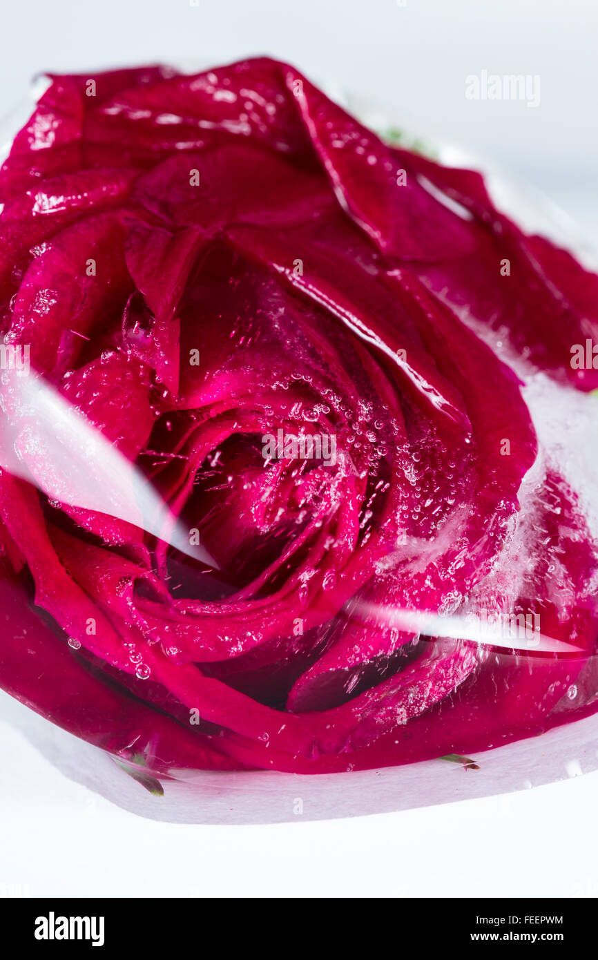 close up of a small red rose frozen in an ice cube adding beautiful ...