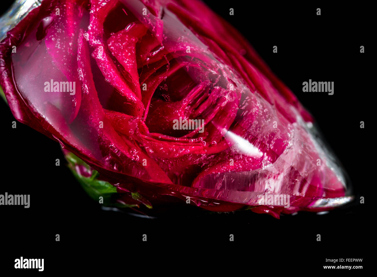 close up of a small red rose frozen in an ice cube adding beautiful ...