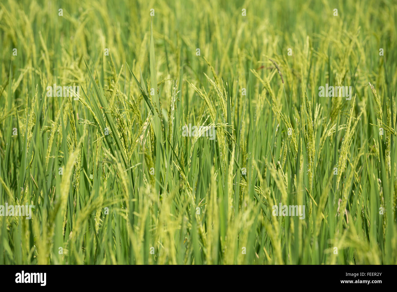 close up of Rice spike in the paddy field Stock Photo - Alamy