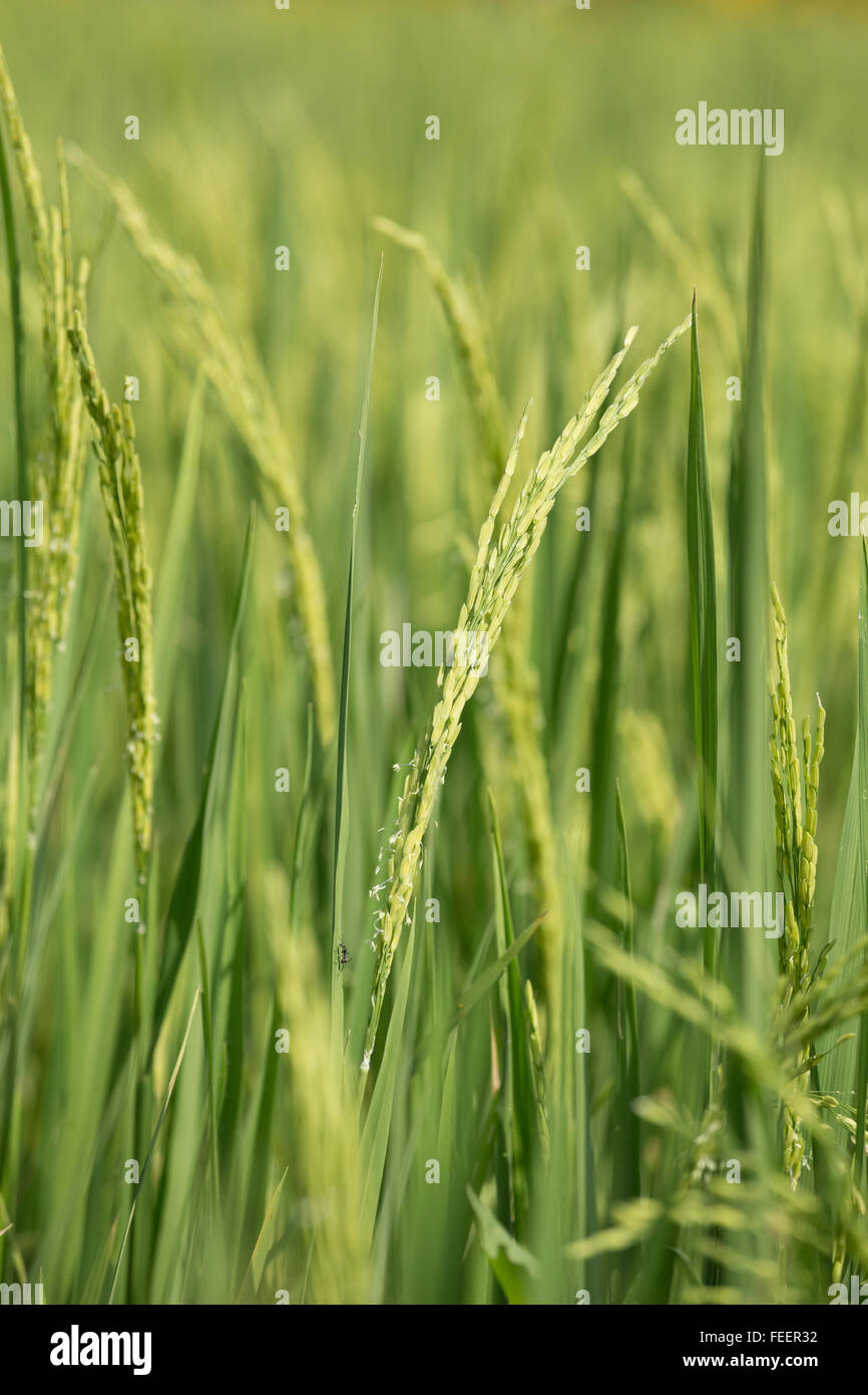 close up of Rice spike in the paddy field Stock Photo - Alamy