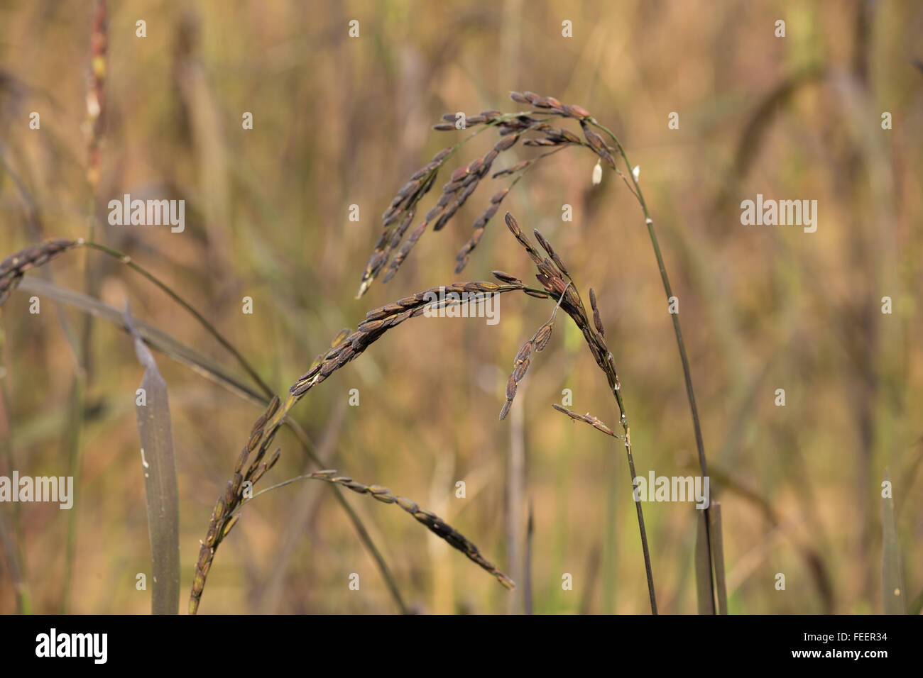 Rice spike hi-res stock photography and images - Alamy