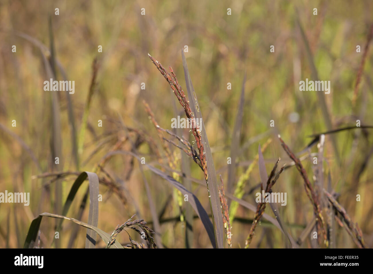 close up of Riceberry rice spike in the paddy field Stock Photo - Alamy