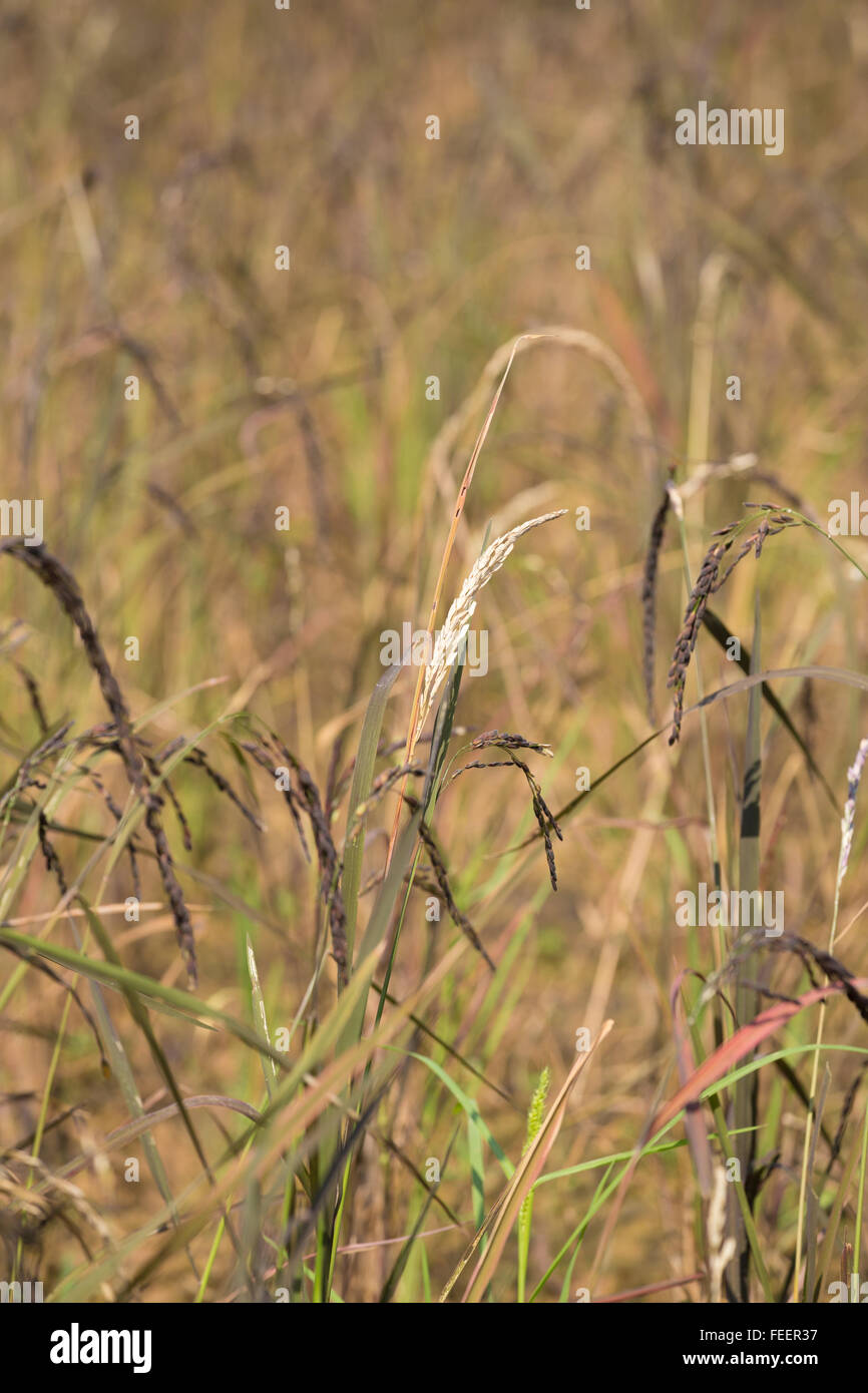 close up of Riceberry rice spike in the paddy field Stock Photo - Alamy