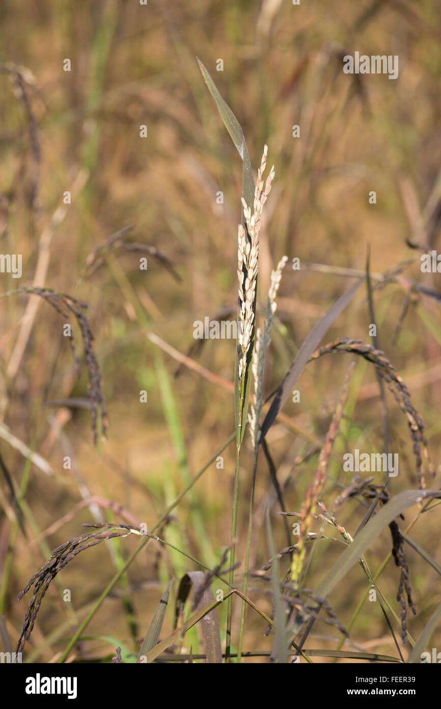 close up of Riceberry rice spike in the paddy field Stock Photo - Alamy