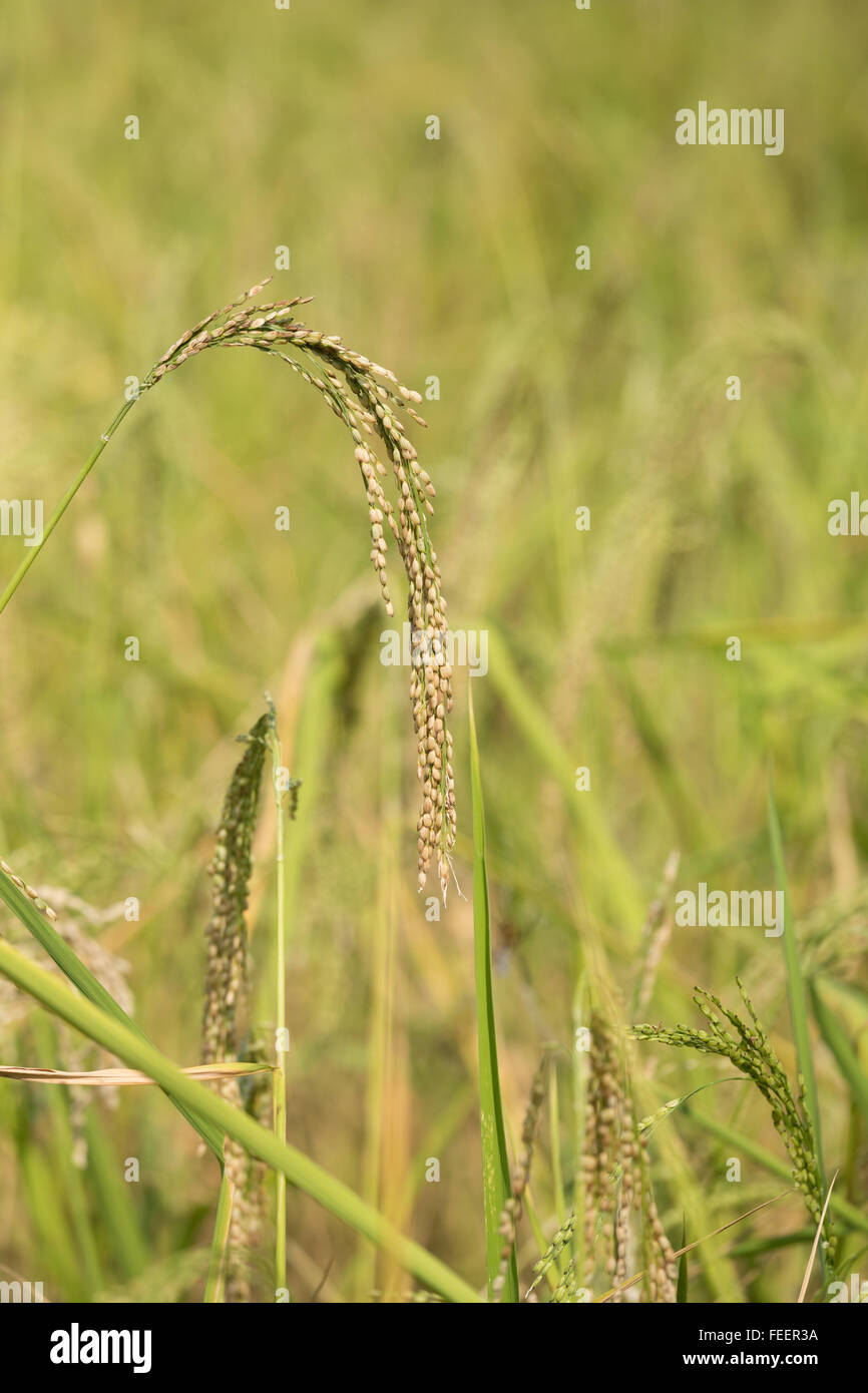 close up of Rice spike in the paddy field Stock Photo - Alamy