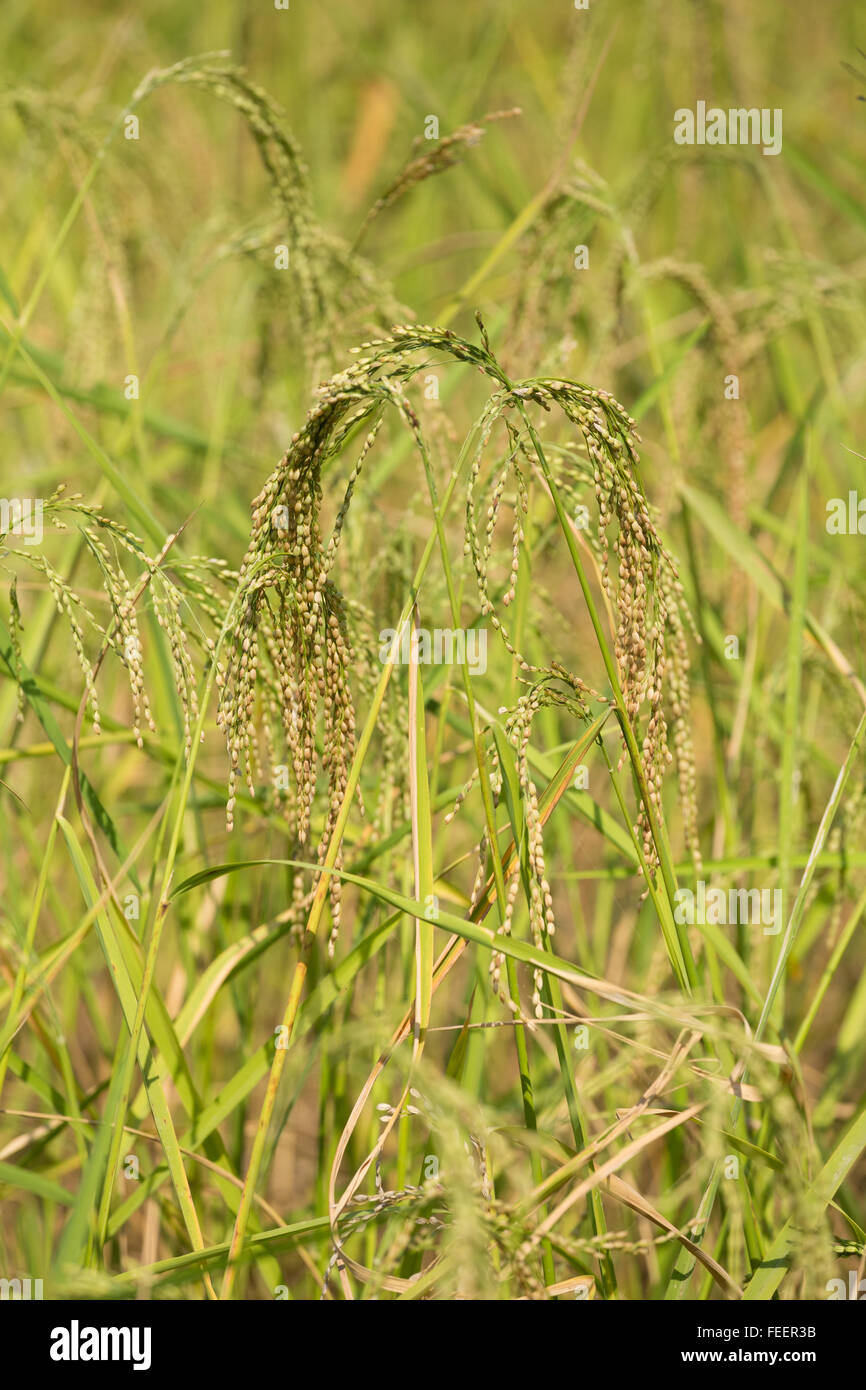 close up of Rice spike in the paddy field Stock Photo - Alamy
