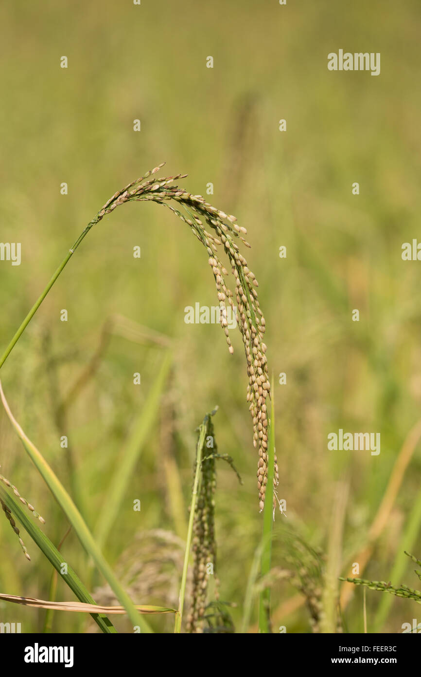 close up of Rice spike in the paddy field Stock Photo - Alamy
