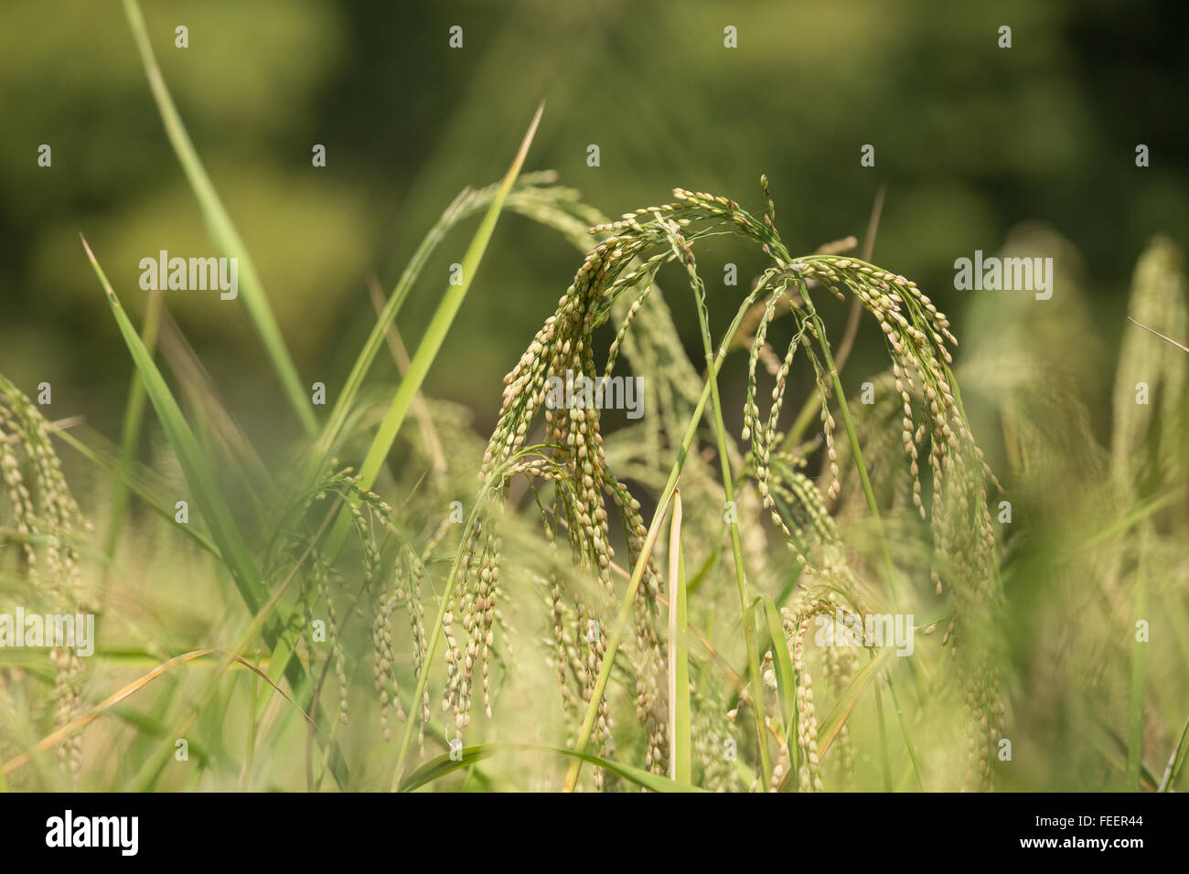 close up of Rice spike in the paddy field Stock Photo - Alamy