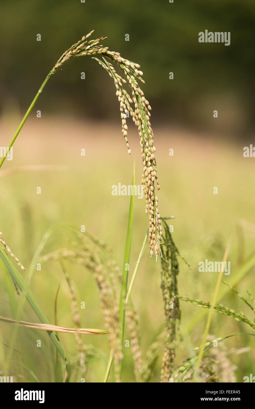 close up of Rice spike in the paddy field Stock Photo - Alamy
