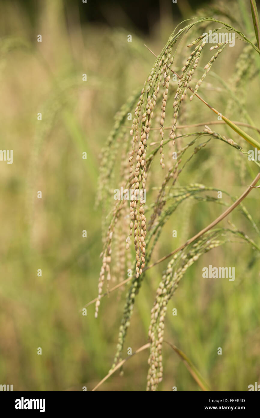 close up of Rice spike in the paddy field Stock Photo - Alamy
