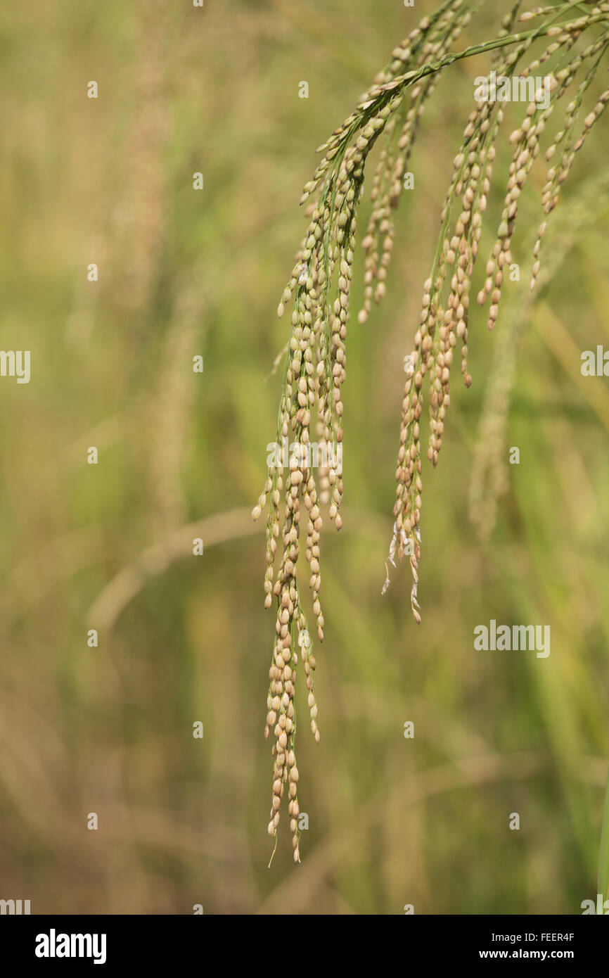 close up of Rice spike in the paddy field Stock Photo - Alamy