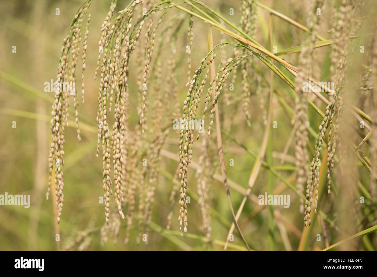 close up of Rice spike in the paddy field Stock Photo - Alamy