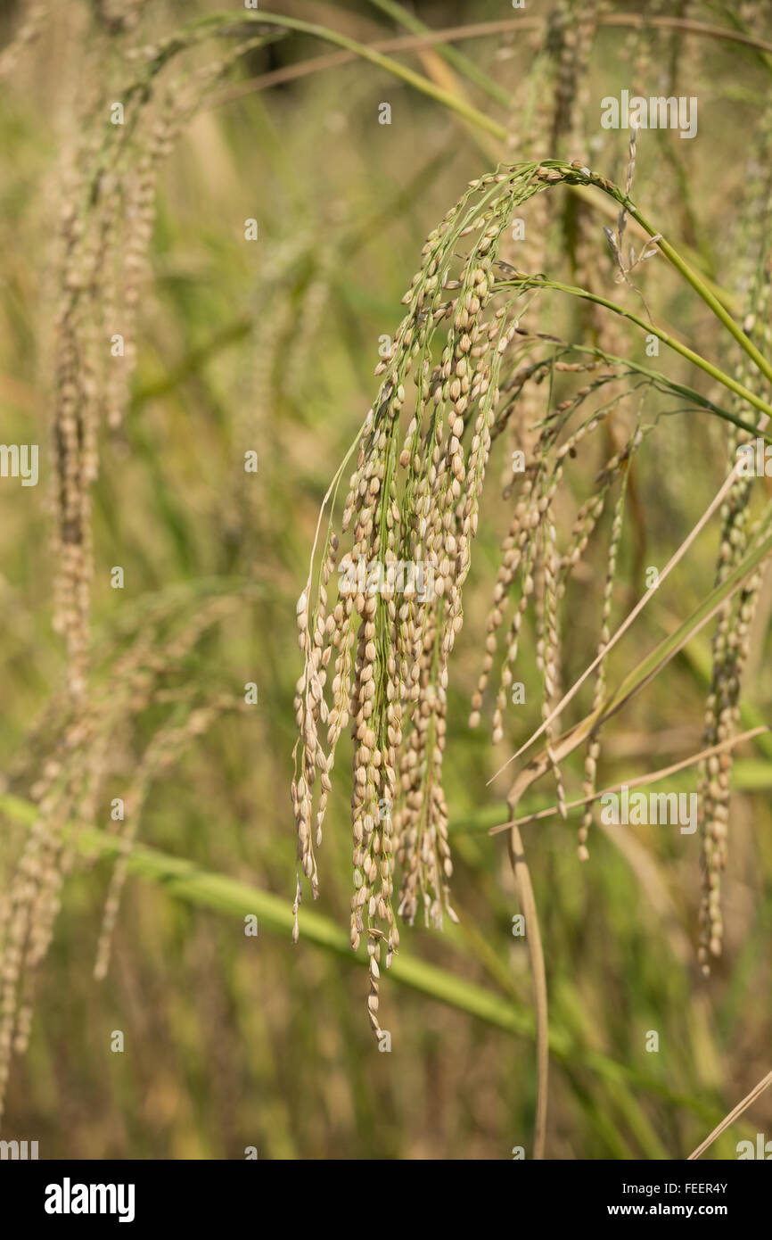 close up of Rice spike in the paddy field Stock Photo - Alamy