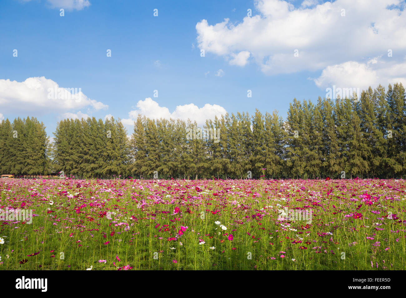 cosmos flower field with blue sky background Stock Photo - Alamy