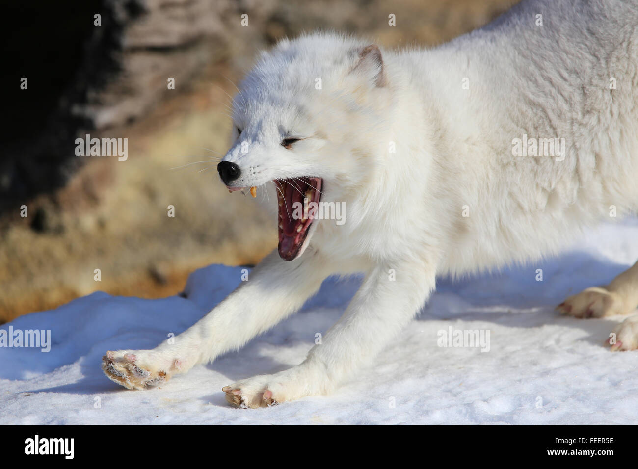 Arctc Fox stretching Stock Photo - Alamy