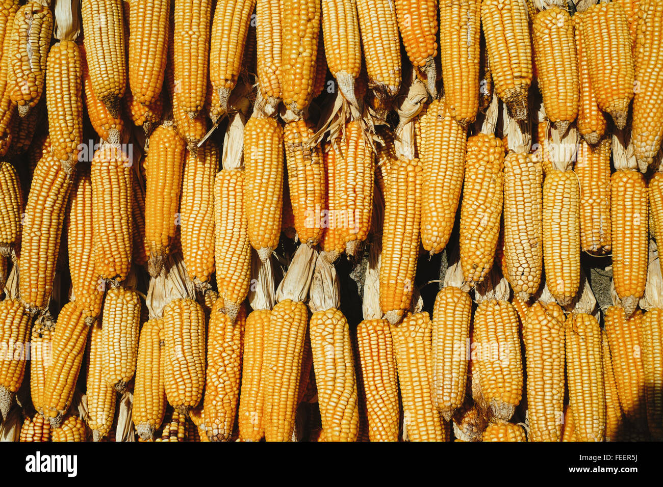 Dried corn combs hanging on the sun Stock Photo - Alamy