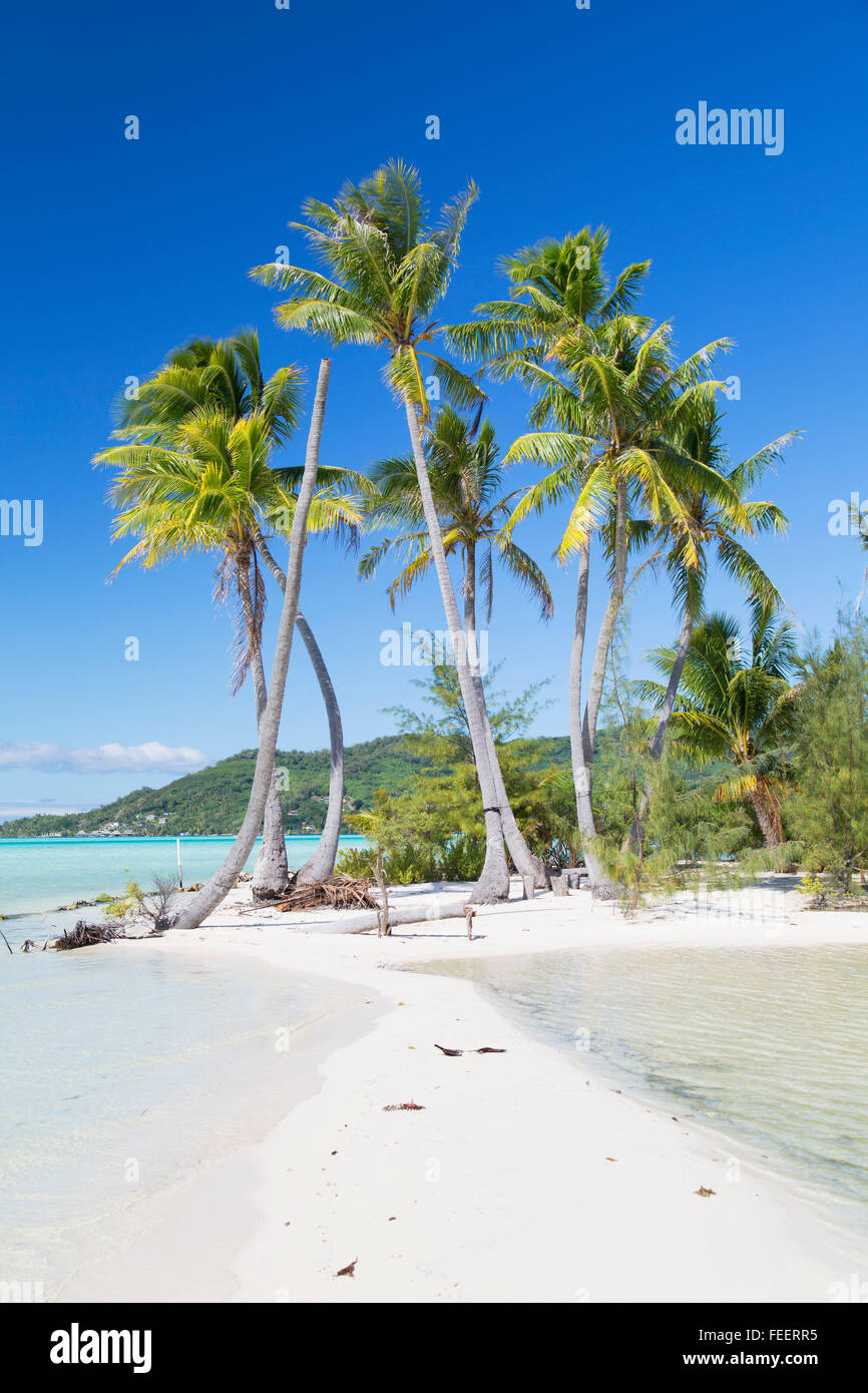 Motu Tevairoa, Bora Bora, Society Islands, French Polynesia Stock Photo ...